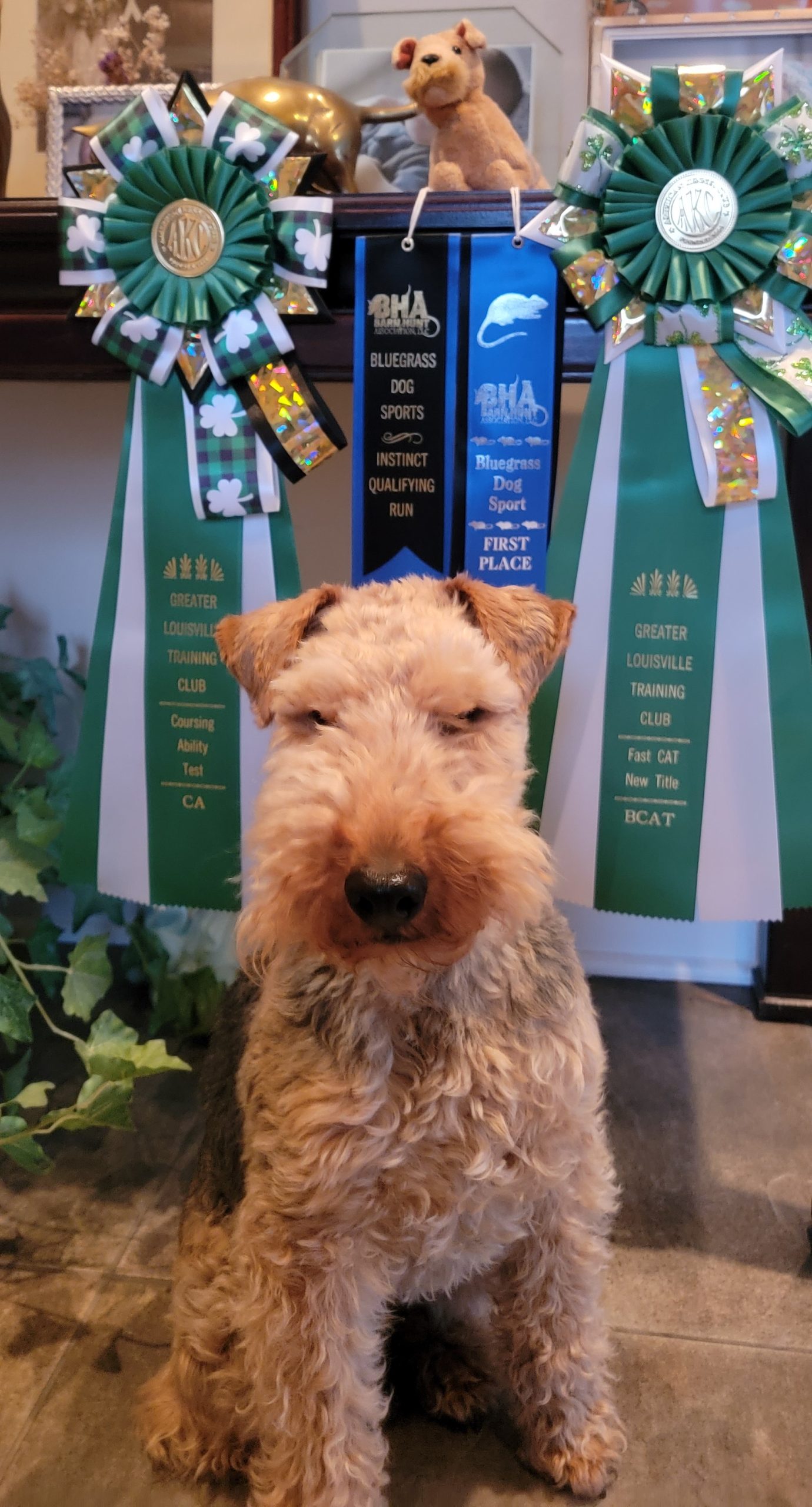 Brag Gallery – Welsh Terrier Club of Northern Illinois