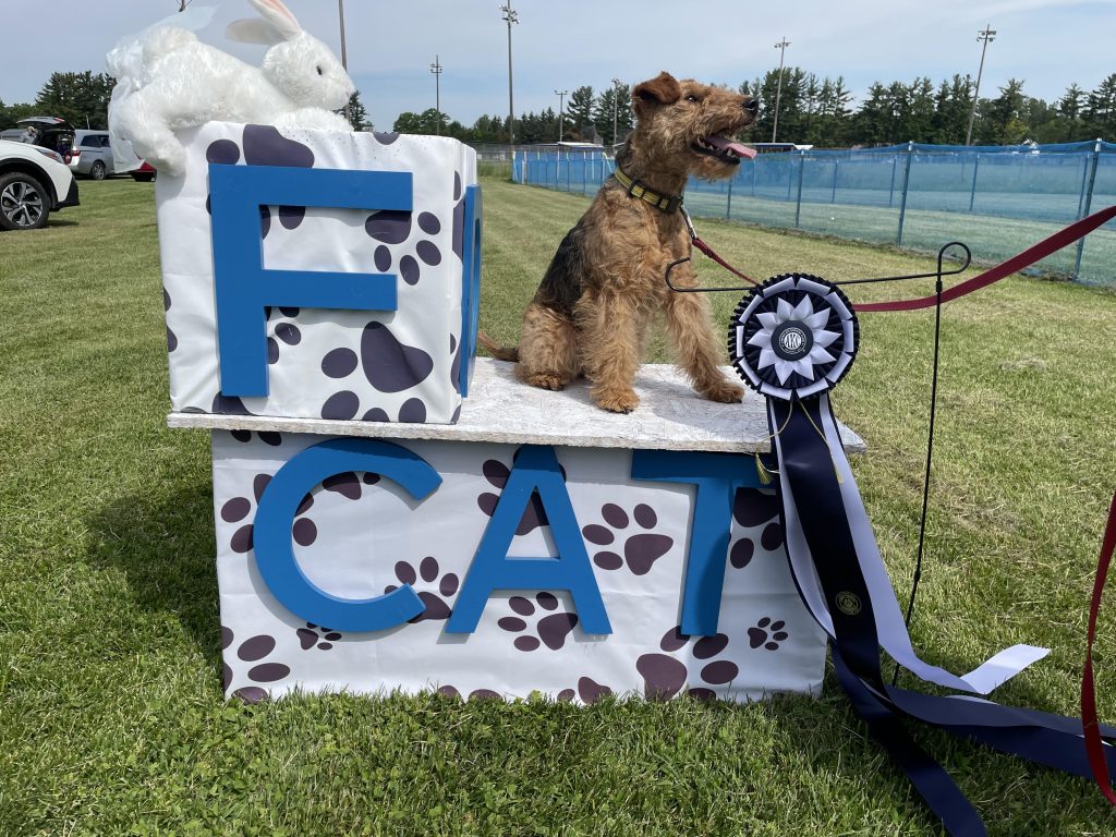 Brag Gallery – Welsh Terrier Club of Northern Illinois